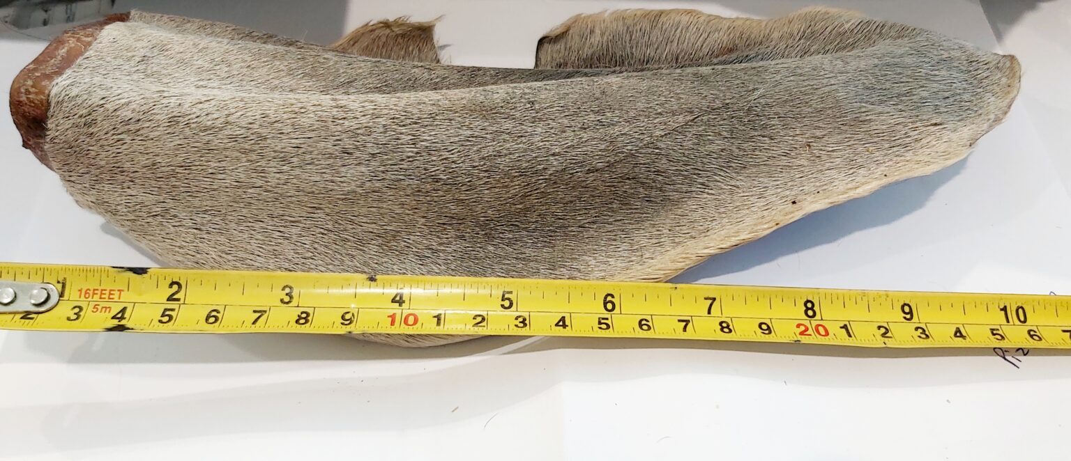 Beef ear wagyu 20 to 30cm hair on large 10 pack – BDPS Wholesale