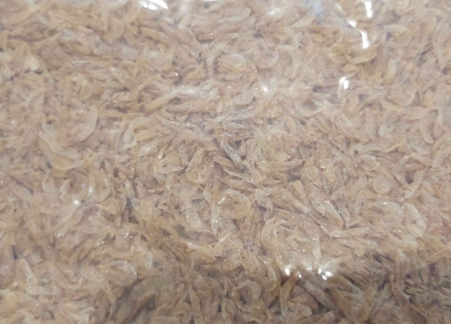 Shrimp dried small shrimp 200gr bags Australian prawns – BDPS Wholesale